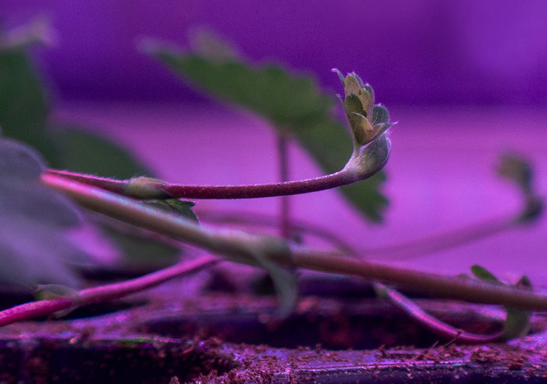 Nursery Growers | Intelligent Growth Solutions Nursery Growers | Intelligent Growth Solutions